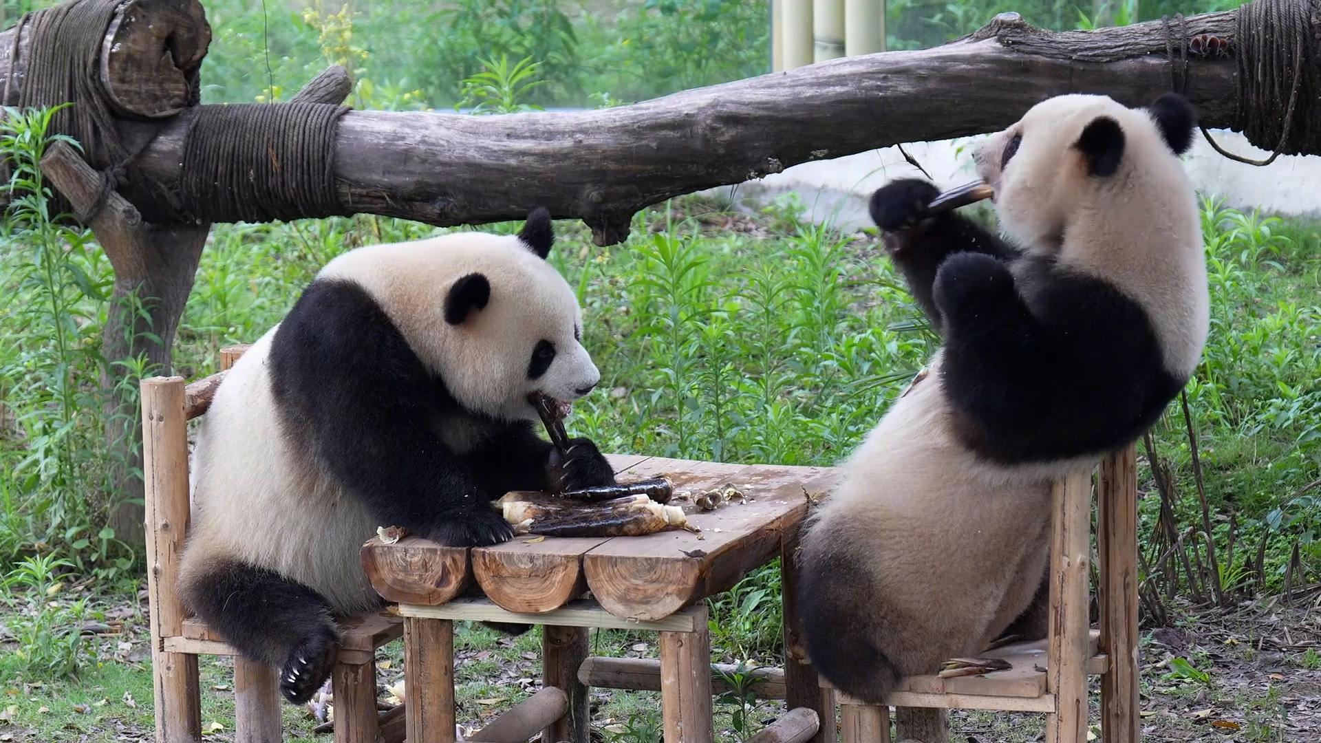 Reuzenpanda’s zitten samen aan tafel en genieten van diner – STVS